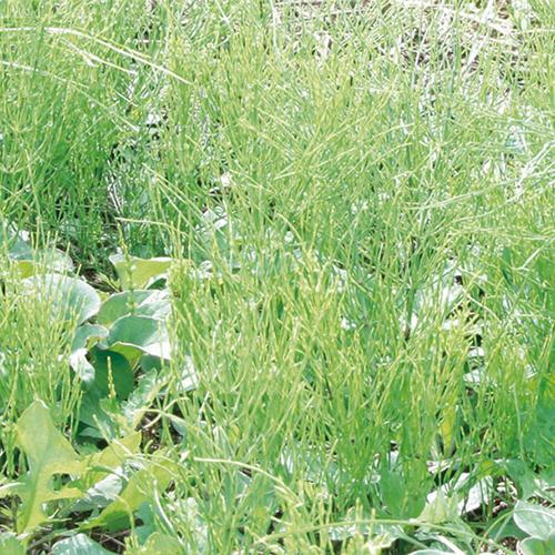 IRIS OHYAMA アイリスオーヤマ 速効除草剤 2L SJS−2LR : ぱーそなるたのめーる - 通販 - Yahoo!ショッピング