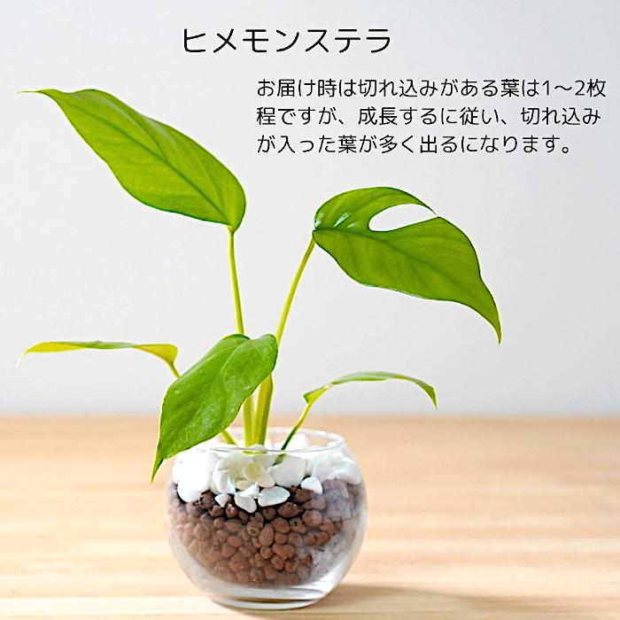 観葉植物 【パキラ ガジュマル マドカズラ ほか、植物が選べる】 シンプルボール ストーン レカトン 植え ハイドロボール 観葉植物 ミニ観葉 ハイドロカルチャー : acg-06lewh ...