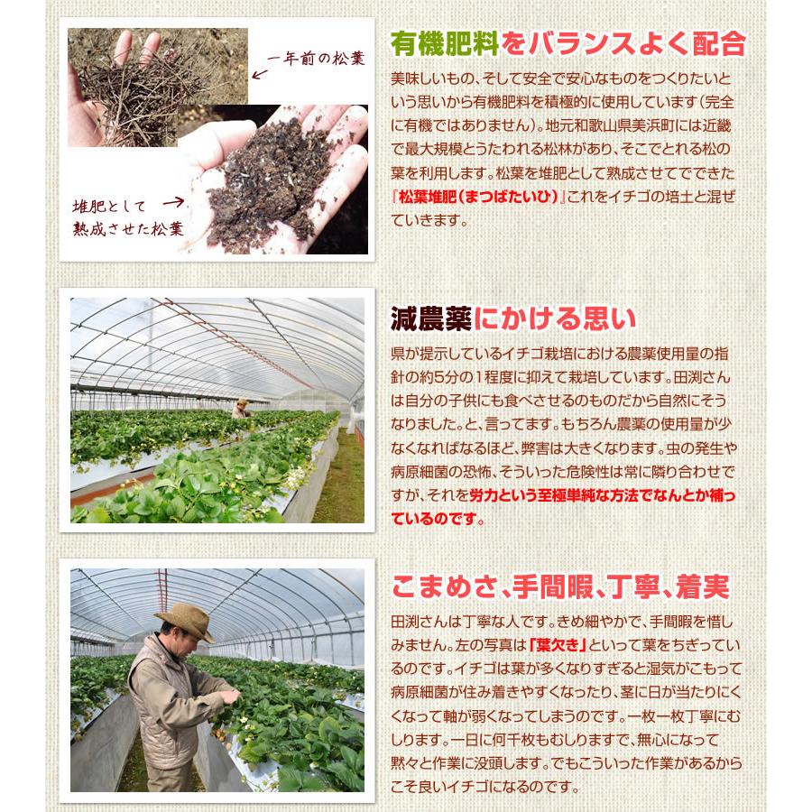 【今季販売終了】【販売予定期間3月下旬まで】『紀州イチゴ「特選まりひめ」』 230g入×2(計460g)送料無料 : 無添加食品・発酵食品のお店-樽の味 - 通販 - Yahoo!ショッピング