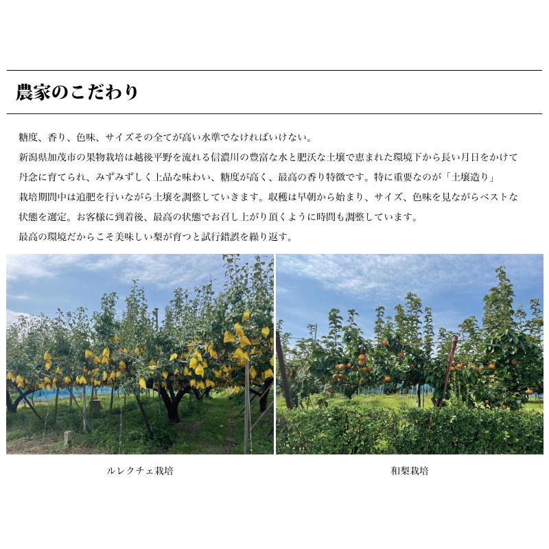 【予約受付中】ルレクチェ 洋梨 良品 家庭用 4kg (9〜11玉) 生産者・高橋農園 新潟県産 お歳暮 ギフト 贈り物 : テイストジャパン - 通販 - Yahoo!ショッピング