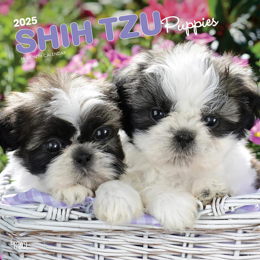 トーダン 【輸入版】2025年 子犬のシーズー カレンダー / ブラウントラウト (Shih Tzu Puppies Calendar) : カレンダーのトーダン Yahoo!店 - 通販 ...