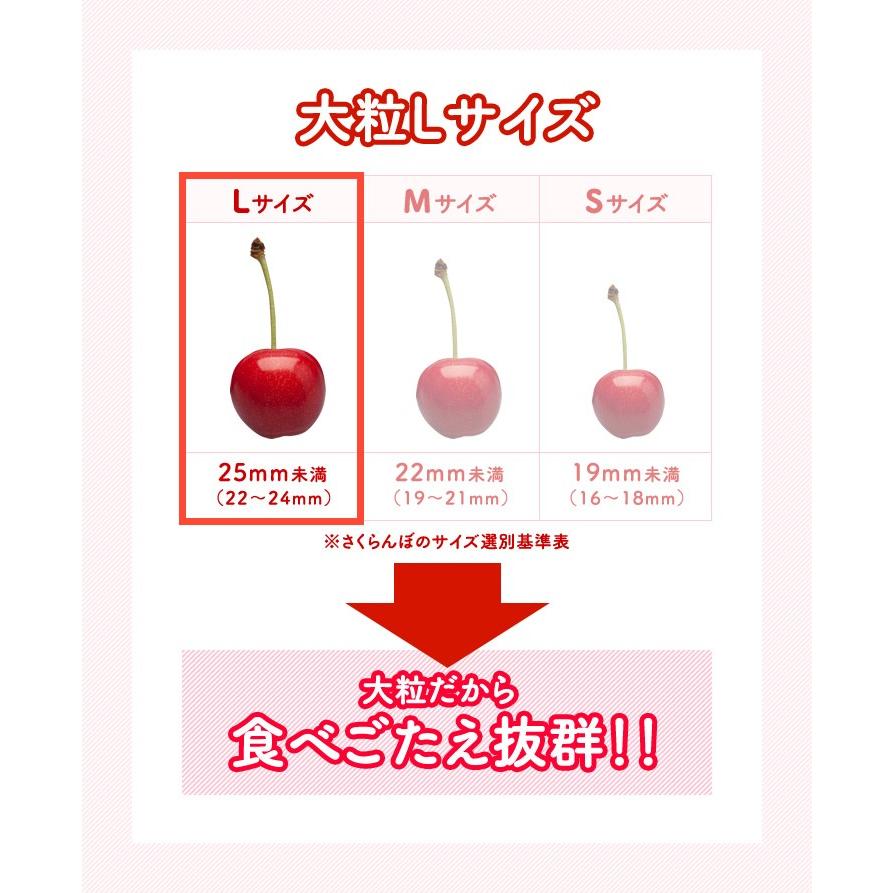 さくらんぼ 2025 佐藤錦 ギフト L玉 秀品 500g 山形県産 バラ さくらんぼ 2025 佐藤錦 ギフト L玉 秀品 500g 山形県産 バラ