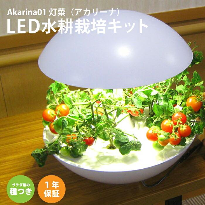 Akarina 01RN2 灯菜（アカリーナ）LED 水耕栽培 キット｜インテリア ホワイト タッチライト タイマー付 ハーブ 爆買 : S ...