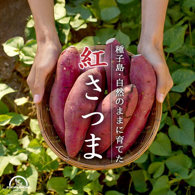 さつまいも 紅さつま 5kg 種子島 2S〜L 無農薬 オーガニック 鹿児島 ギフト プレゼント 雨ゆき農園 : beni-stm-2s-l : 農家直送フルーツ ときわオンライン - 通販 ...