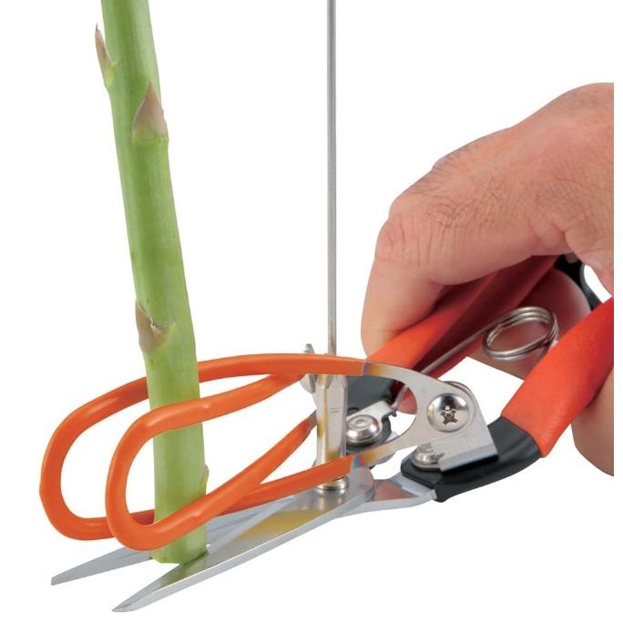 サボテン AG-21 アスパラ収穫鋏 202211 ' : ツールキング - 通販 - Yahoo!ショッピング