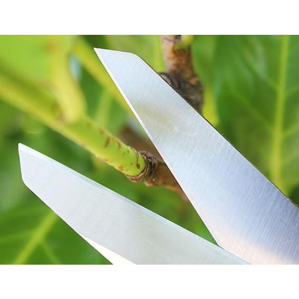 ゆうパケ可 ニシガキ N-948-1 太丸ハンンディー芽切用刃セット 上下刃セット 。 : n-948-1 : ツールキング - 通販 - Yahoo!ショッピング