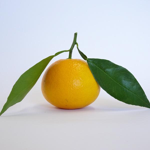 ご自宅用 みかん屋の春峰柑（しゅんぽうかん）（約3kg）2Lサイズ ※多少傷有り 送料無料 ※北海道・沖縄県へはお届けできません : とれとれ市場Yahoo!店 - 通販 - Yahoo!ショッピング