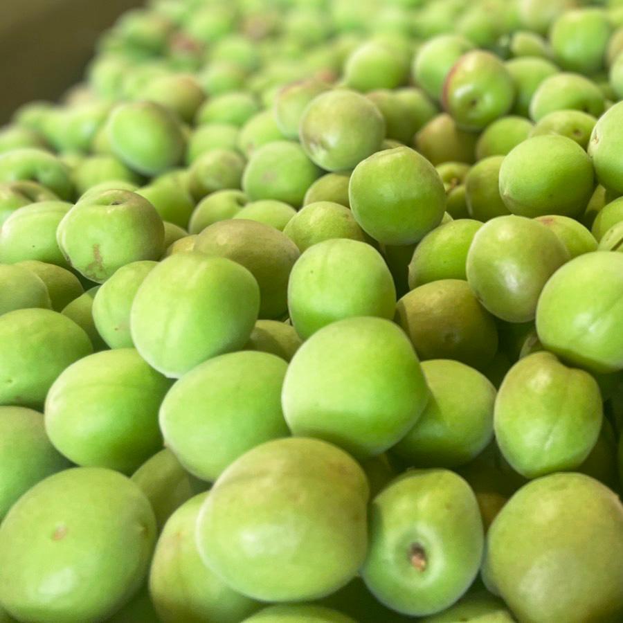 紀州みなべ産南高梅 青梅 3L〜4Lサイズ 約10kg ご家庭用、梅干・梅酒・梅ジュース用 ※多少傷有り ※一部地域お届け不可 : とれとれ市場Yahoo!店 - 通販 - Yahoo!ショッピング