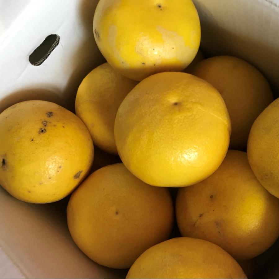 訳あり ご家庭用 高知県土佐市産 土佐文旦 丸善 2L〜4L 約10kg : buntan-025 : 土佐うまいもん市場カウウル - 通販 - Yahoo!ショッピング