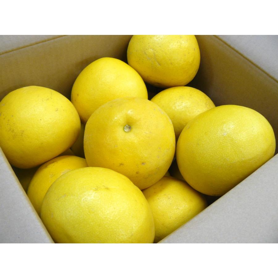 高知県産 土佐文旦 大玉 3L〜4Lサイズ 約10kg ご家庭用 ご贈答用 : 土佐うまいもん市場カウウル - 通販 - Yahoo!ショッピング