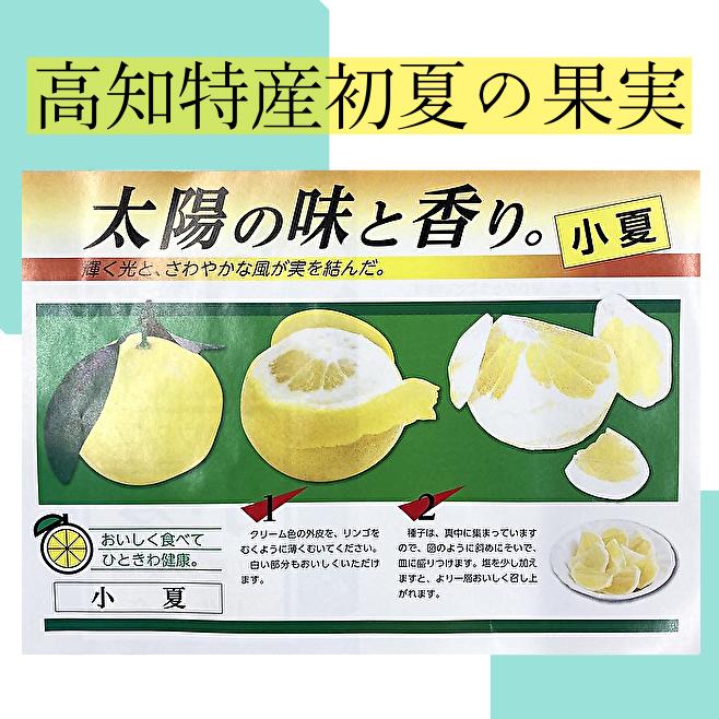 ご贈答・ご家庭用に最適 高知県産 ハウス 小夏 秀品〜マル秀品 2L~4Lサイズ 約2.5kg 日向夏 ニューサマーオレンジ : 土佐うまいもん市場カウウル - 通販 - Yahoo!ショッピング