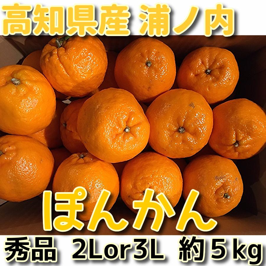 高知県産 浦ノ内ぽんかん 秀品 2L or 3L 約5kg : 土佐うまいもん市場カウウル - 通販 - Yahoo!ショッピング