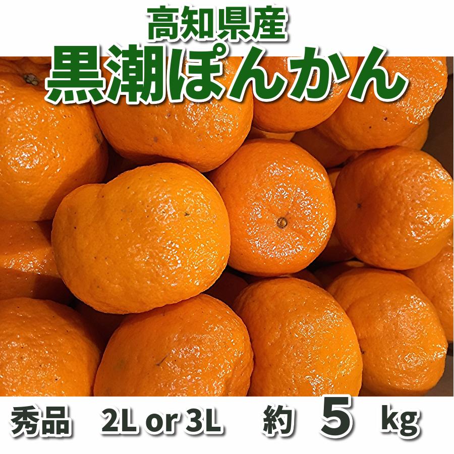 高知県産 黒潮ぽんかん 秀品 2L or 3L 約5kg : 土佐うまいもん市場カウウル - 通販 - Yahoo!ショッピング