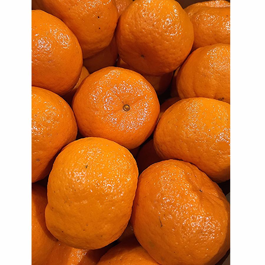 高知県産 黒潮ぽんかん 秀品 約5kg 2L または 3Lサイズ : 土佐うまいもん市場カウウル - 通販 - Yahoo!ショッピング