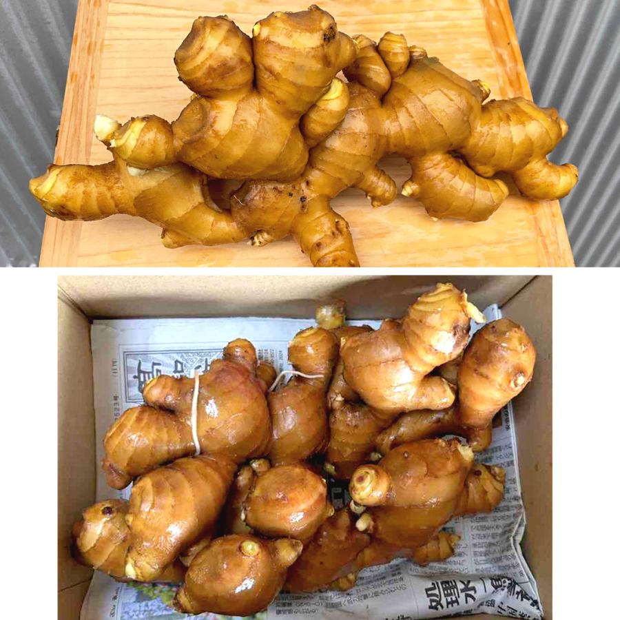 窪川産直 生姜 無農薬 1kg 黄色 大生姜 四万十きらり 高知産 国産 オーガニック しょうが ショウガ 1キロ 高知県産 囲い生姜 送料無料 ヤマト発送 : yb2-mf-ksh-m01 ...