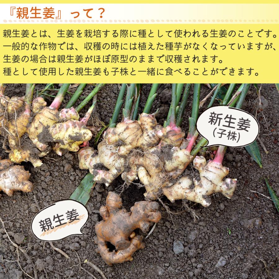 窪川産直 親生姜 無農薬 生姜 1kg 大生姜 高知産 国産 無農薬栽培 オーガニック しょうが ショウガ 1キロ 送料無料 ヤマト発送 : yb2-mf-wos-t001 : 土佐の旨味市場 ...