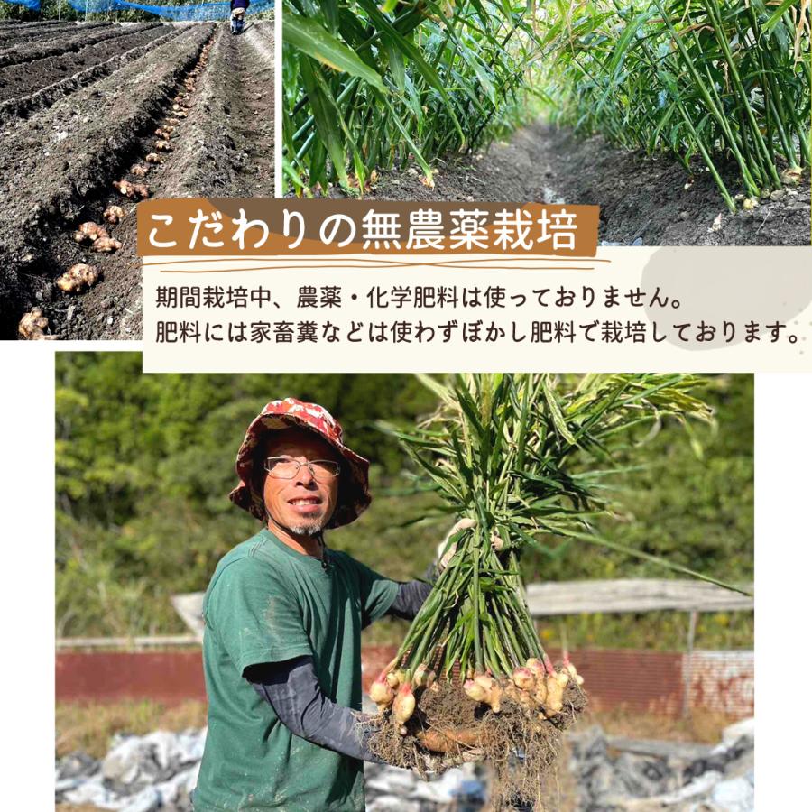 窪川産直 親生姜 無農薬 生姜 1kg 大生姜 高知産 国産 無農薬栽培 オーガニック しょうが ショウガ 1キロ 送料無料 ヤマト発送 : yb2-mf-wos-t001 : 土佐の旨味市場 ...