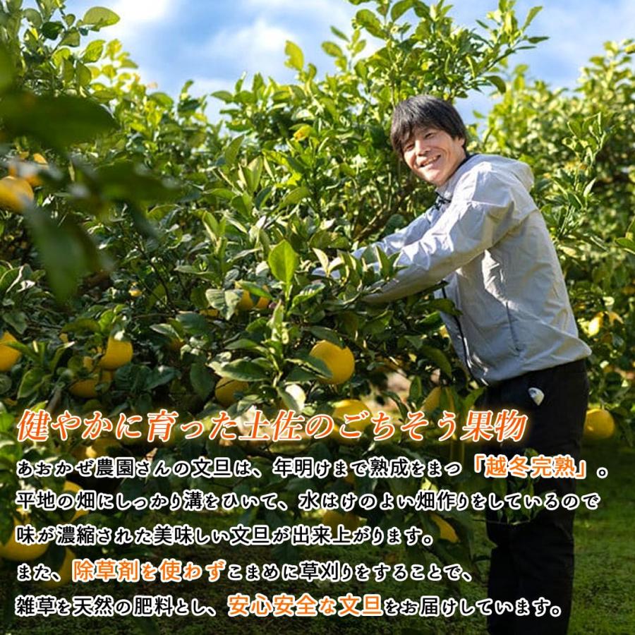 先行予約 文旦 土佐文旦 家庭用 L〜5Lサイズ 混合 17〜19玉 10kg 宿毛文旦 産直 あおかぜ農園 宿毛 ぶんたん 宿毛市 産地直送 高知産 10キロ 果物 柑橘 送料無料 : yp ...