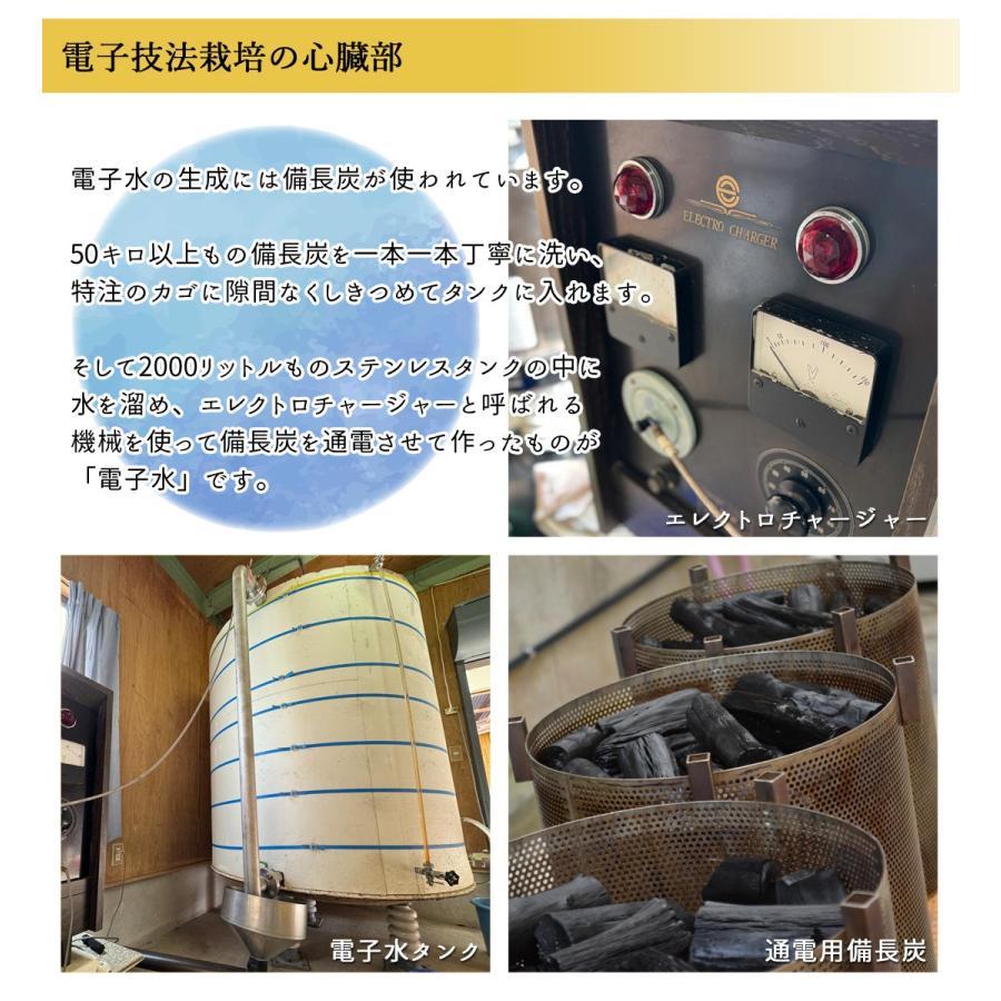 先行予約 文旦 電子文旦 土佐文旦 良品 3kg 2L〜3Lサイズ 5〜6玉 ハッピーフルーツ果樹園 宿毛 ぶんたん 宿毛市 産地直送 高知産 3キロ 果物 柑橘 送料無料 : yp-hfk ...