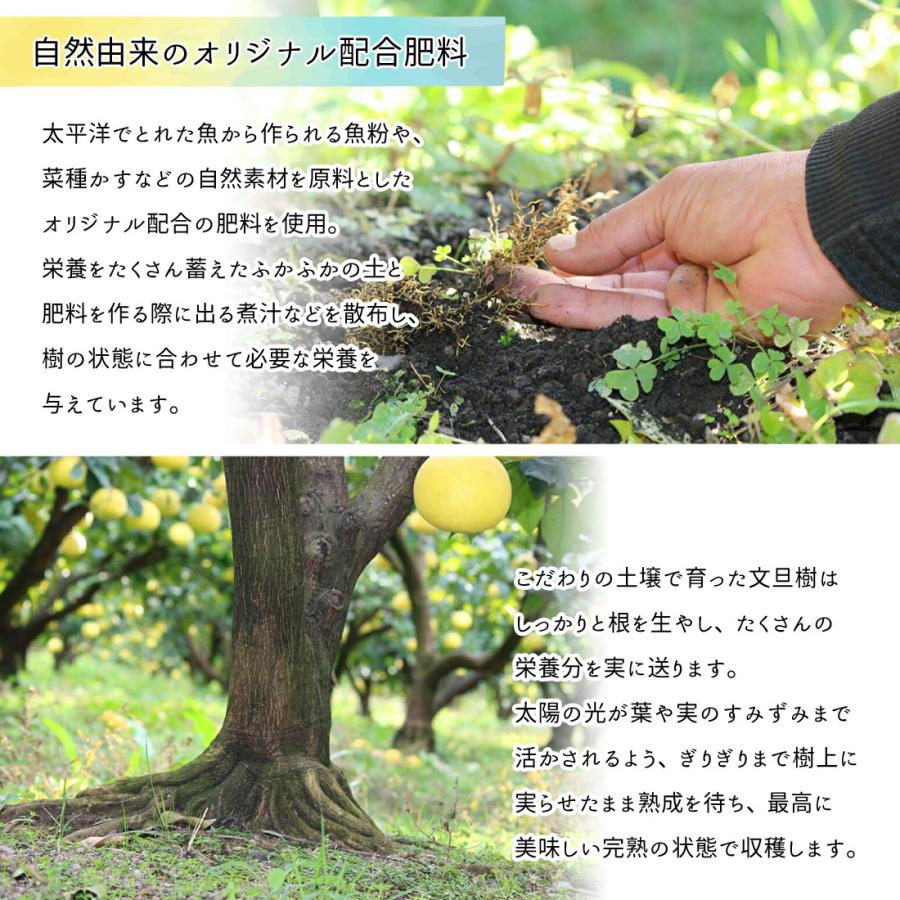文旦 土佐文旦 家庭用 3kg L〜2Lサイズ 6〜7玉 なるた果樹園 宿毛 ぶんたん 宿毛市 産地直送 高知産 3キロ ジューシー まろやか 果物 柑橘 送料無料 : yp-nk-tbk1 ...