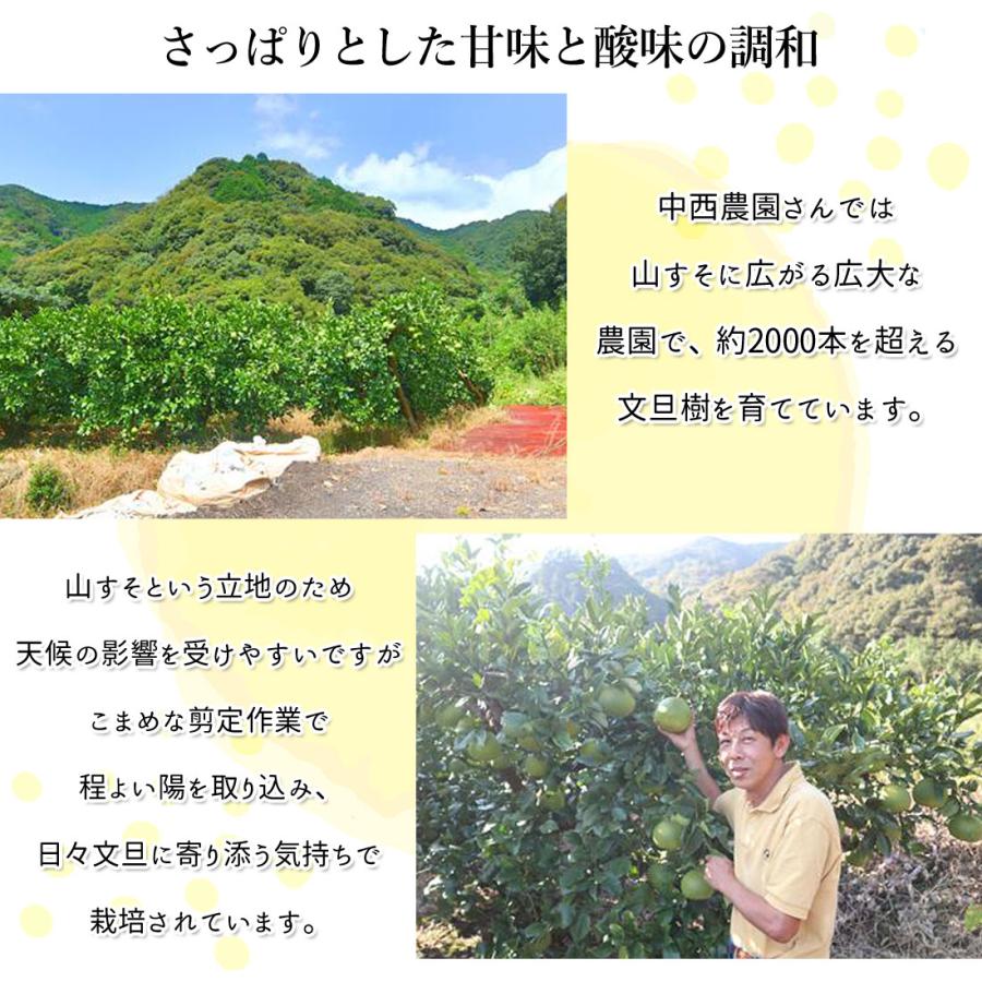 文旦 土佐文旦 家庭用 3Lサイズ 8〜9玉 5kg 宿毛文旦 産直 中西農園 宿毛 ぶんたん 宿毛市 産地直送 高知産 5キロ 果物 柑橘 送料無料 : 土佐の旨味市場 - 通販 ...