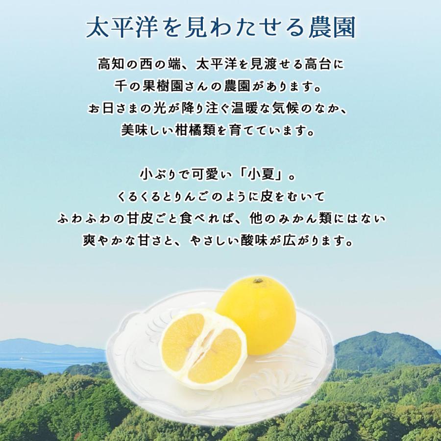 訳あり 土佐小夏 2S〜2Lサイズ 混合 5kg 小玉 千の果樹園 宿毛 小夏 高知産 家庭用 宿毛小夏 日向夏 高知 ニューサマーオレンジ 柑橘 産地直送 送料無料 : 土佐の旨味市場 ...