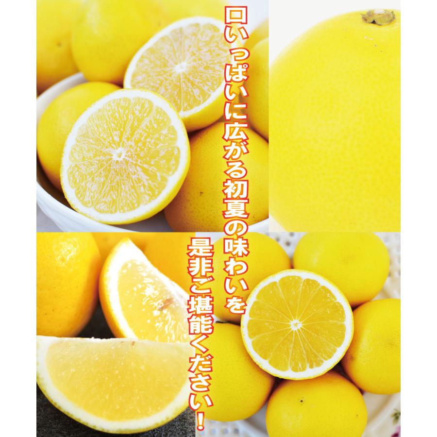 訳あり 土佐小夏 2S〜2Lサイズ 混合 5kg 小玉 千の果樹園 宿毛 小夏 高知産 家庭用 宿毛小夏 日向夏 高知 ニューサマーオレンジ 柑橘 産地直送 送料無料 : 土佐の旨味市場 ...