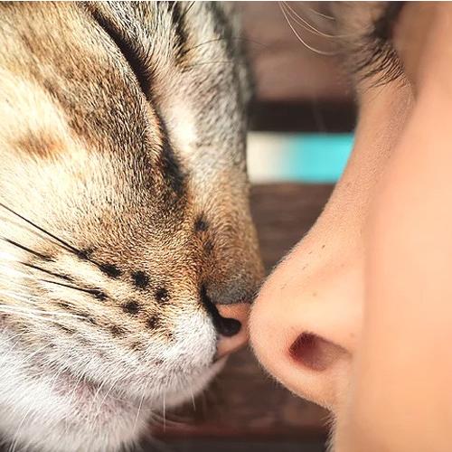 猫ネコモチーフ金製ゴールドアクセサリー 愛のあかし、猫(ねこ 猫ネコモチーフ金製ゴールドアクセサリー 愛のあかし、猫(ねこ