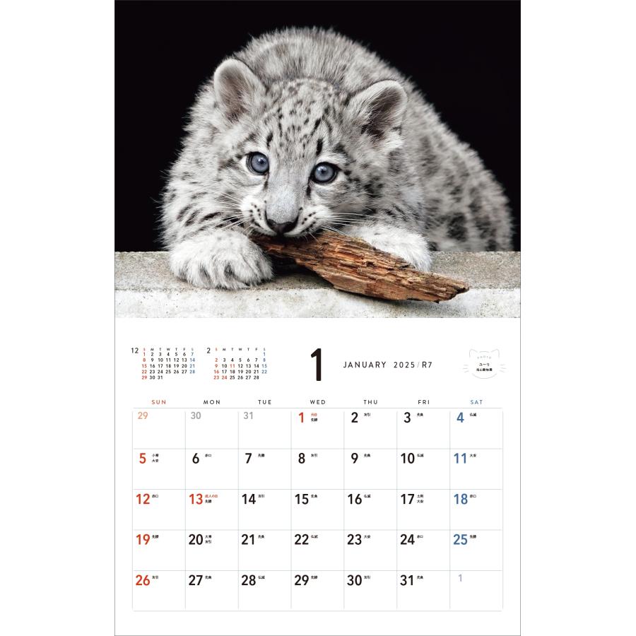 RIKU 2025 ほぼねこカレンダー Calendar : 6401791 : タワーレコード Yahoo!店 - 通販 - Yahoo!ショッピング