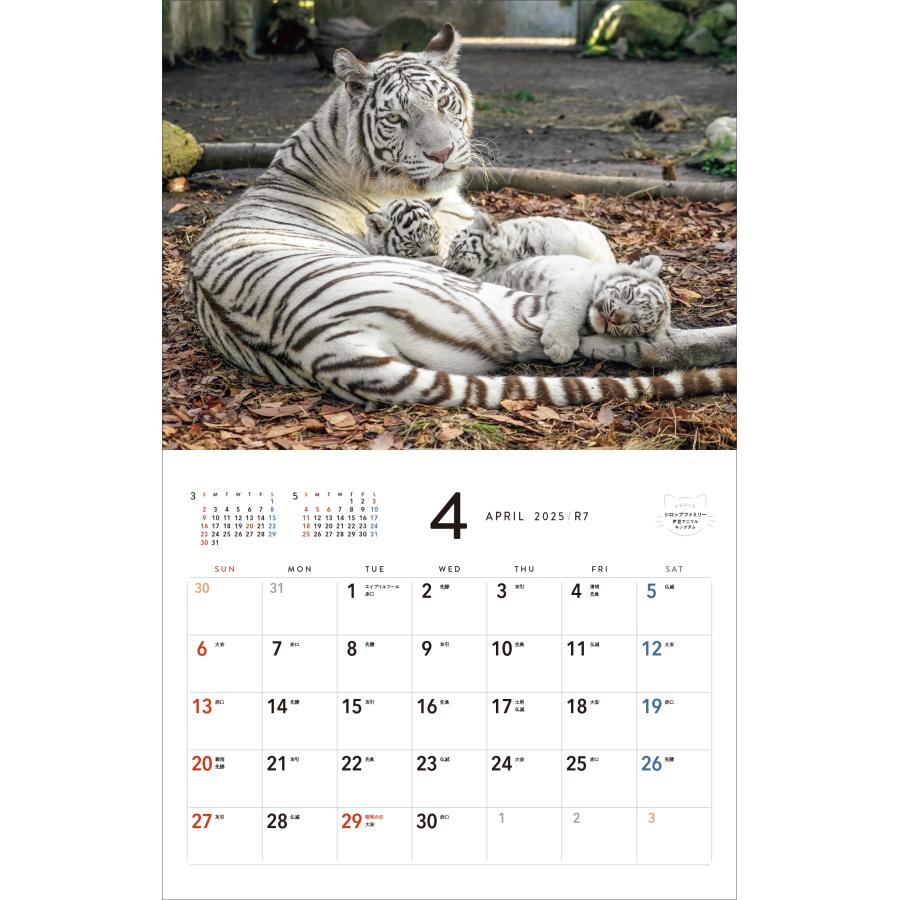 RIKU 2025 ほぼねこカレンダー Calendar : 6401791 : タワーレコード Yahoo!店 - 通販 - Yahoo!ショッピング