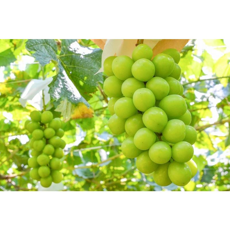 シャインマスカット 山梨県 長野県産 種なしシャインマスカット 1房 600g-700g 4Lサイズ 最高級特秀ランク : 豊洲市場.jp うに かに まぐろ 海鮮グルメ - 通販 ...