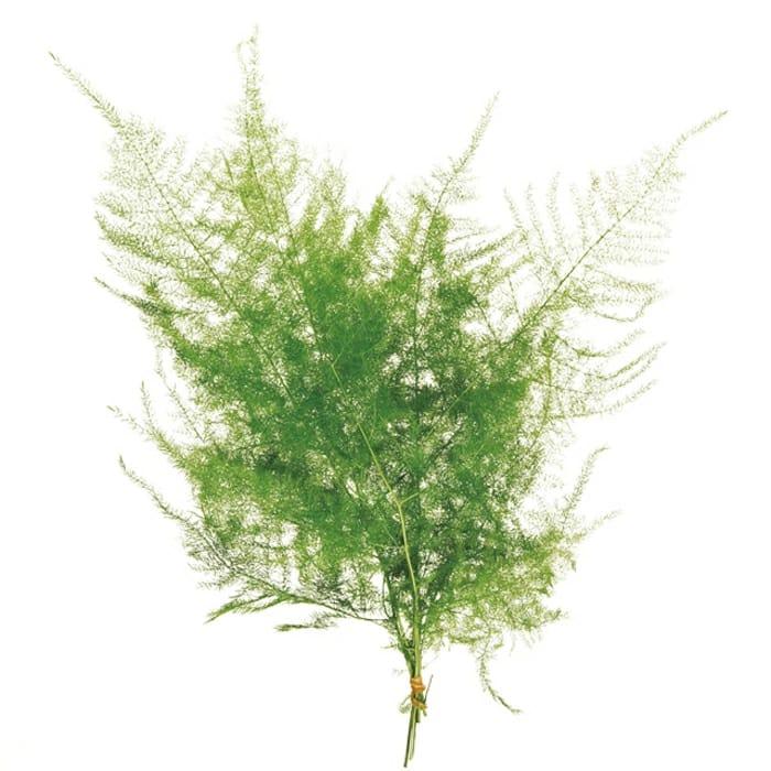 【プリザーブド】大地農園/アスパラ・ショート/1束/約5本/グリーン/02110-700 : trancess - 通販 - Yahoo!ショッピング