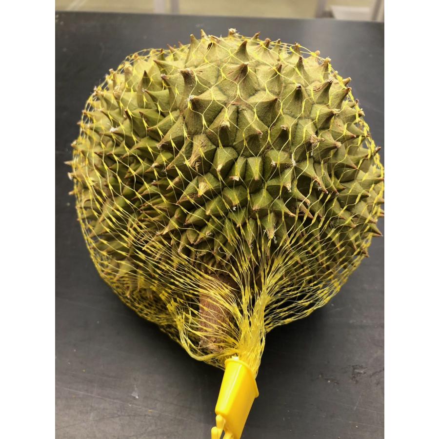 ベトナム産ドリアン 約2.0kg〜3.0kg 1玉 （Ri6種） : トロピカルストリーム - 通販 - Yahoo!ショッピング