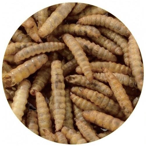 GEX GEX ワイルドワーム 70g 昆虫原料(アメリカミズアブ)100%フード : トロピカルワールド ヤフー店 - 通販 - Yahoo!ショッピング