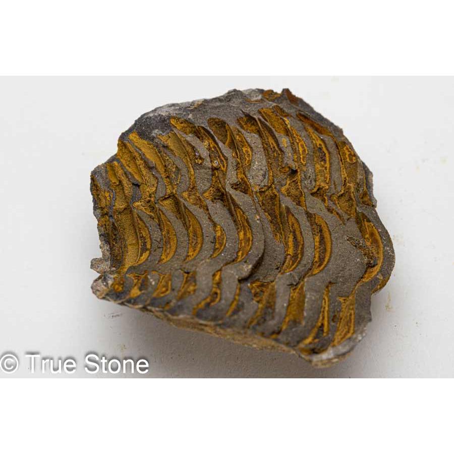 三葉虫 フレキシカリメネ ノジュール ポジ ネガ 116g 化石 モロッコ アルニフ オルドビス紀 約4億5,000万年前 : True Stone - 通販 - Yahoo!ショッピング