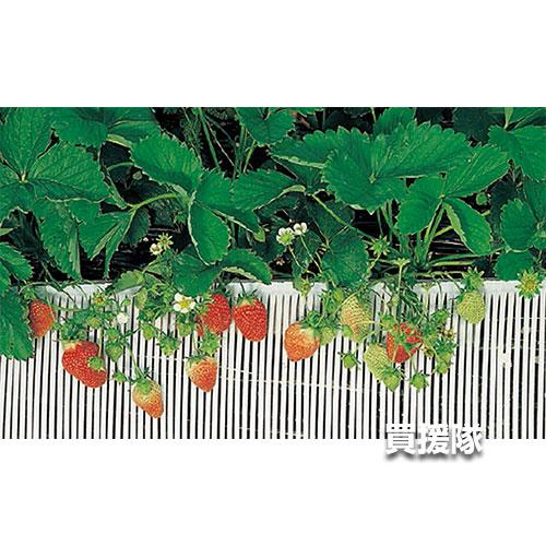 （法人限定）積水樹脂 ストロースノコ いちご用 200mm×25m 8巻セット 白色 I型-20 : sekisui-i-20-8s : 買援隊ヤフー店 - 通販 - Yahoo!ショッピング