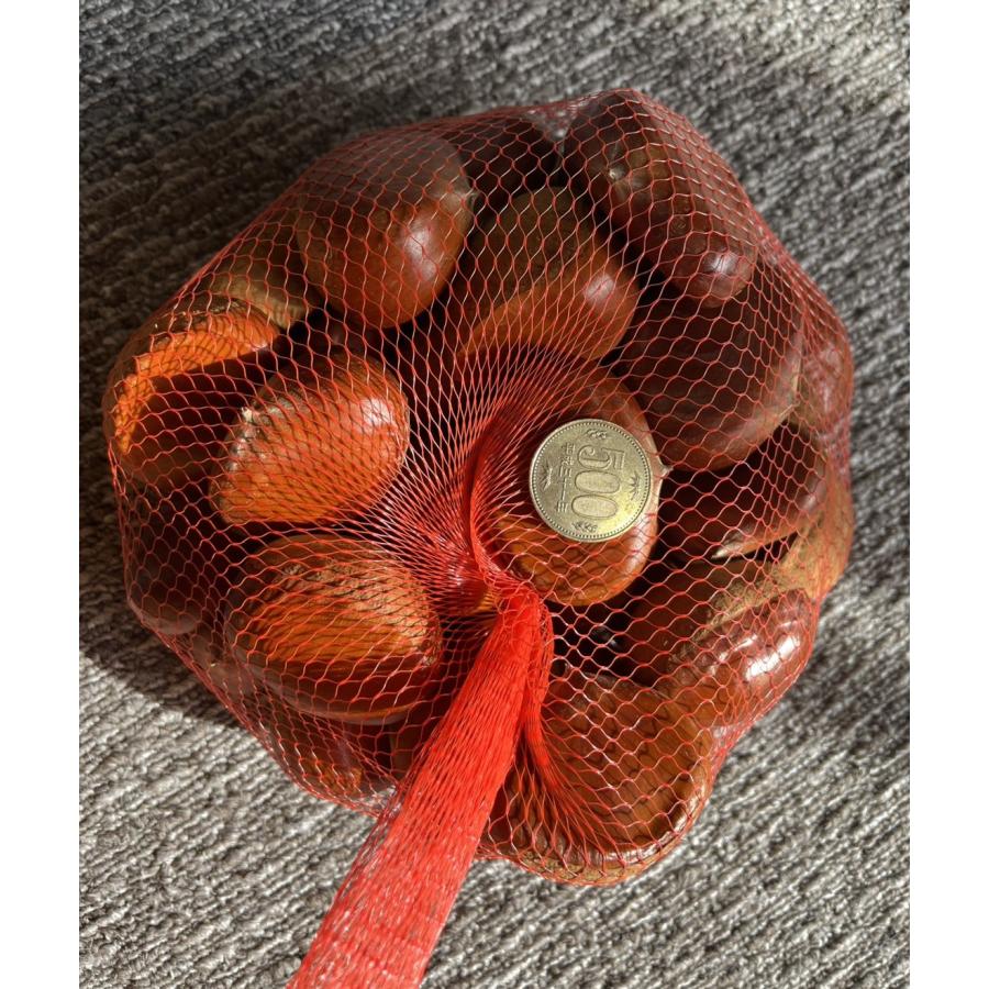 【サイズ規格外】氷温熟成丹波栗 平栗2L〜4Lサイズ混合 1kg（1000g×1袋） 兵庫県丹波市産 送料無料 2025年度産栗 産地より直送 : くりえいと丹波 - 通販 - Yahoo ...