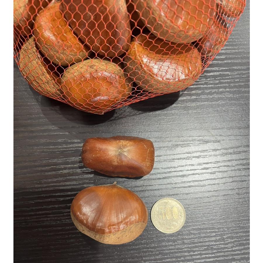 【サイズ規格外】氷温熟成丹波栗 平栗2L〜4Lサイズ混合 1kg（1000g×1袋） 兵庫県丹波市産 送料無料 2025年度産栗 産地より直送 : くりえいと丹波 - 通販 - Yahoo ...