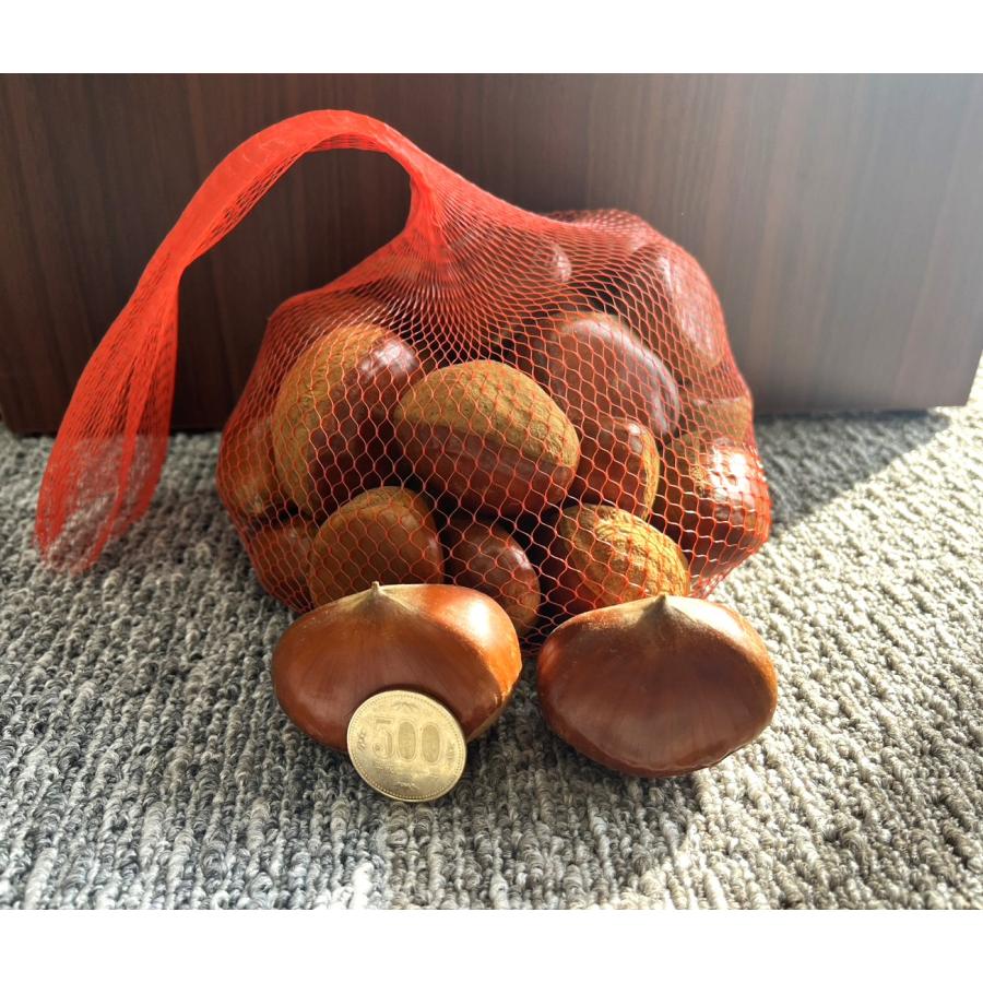 【サイズ規格外】氷温熟成丹波栗 平栗2L〜4Lサイズ混合 1kg（1000g×1袋） 兵庫県丹波市産 送料無料 2025年度産栗 産地より直送 : くりえいと丹波 - 通販 - Yahoo ...