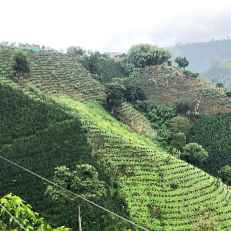 辻本珈琲 レギュラーコーヒー豆 / ニカラグア SHG 業務用パック 6kg（500g×12袋）/ お買い得 大容量 コーヒー粉 中煎り 自家焙煎 送料無料 豆のまま 中挽き : 辻本珈琲 ...