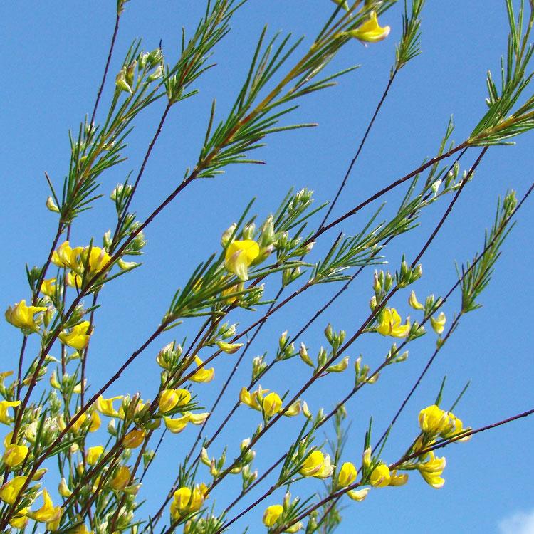 辻本珈琲 有機グリーンルイボスティーお得な3袋セット180g（2g×30包×3袋）送料無料 / 有機JAS オーガニック ティーバッグノンカフェイン カフェインフリー 水出し : 辻本珈琲 ...