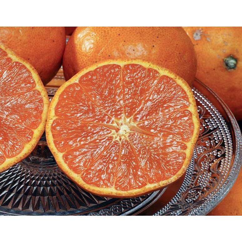 【傷アリ品】岸田果樹園の完熟 『なつみ』大分県産 約5kg S〜2Lサイズ ※常温 送料無料 :203z17339:豊洲からの直送便 ヤフー店 - 通販 - Yahoo!ショッピング