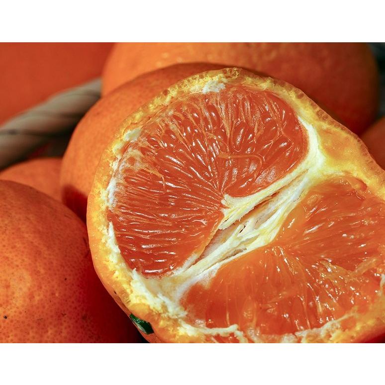 【傷アリ品】岸田果樹園の完熟 『なつみ』大分県産 約5kg S〜2Lサイズ ※冷蔵 送料無料 : 豊洲からの直送便 ヤフー店 - 通販 - Yahoo!ショッピング