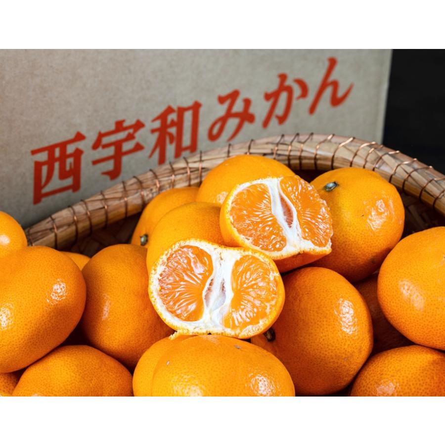 大玉 日の丸みかん 愛媛県産 3L 約5kg 簡易箱 ※常温 JAにしうわ 送料無料 : 豊洲からの直送便 ヤフー店 - 通販 - Yahoo!ショッピング