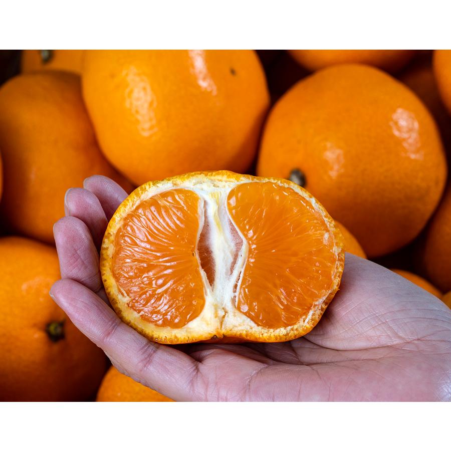 大玉 日の丸みかん 愛媛県産 3L 約5kg 簡易箱 ※常温 JAにしうわ 送料無料 : 豊洲からの直送便 ヤフー店 - 通販 - Yahoo!ショッピング