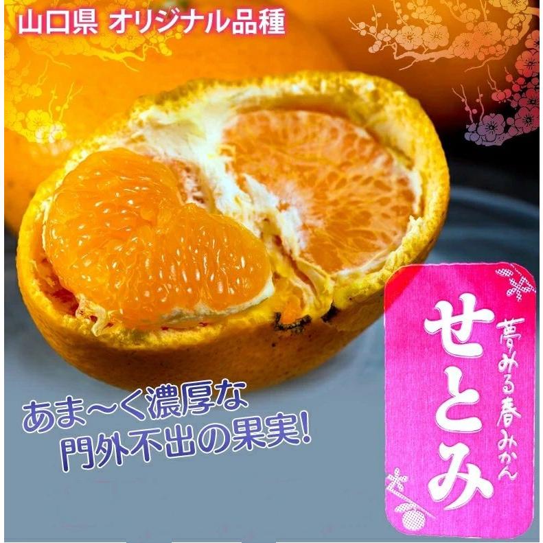 『せとみ』山口県産 柑橘 S〜3L 約2.4kg 簡易箱 ※常温 送料無料 : 豊洲からの直送便 ヤフー店 - 通販 - Yahoo!ショッピング