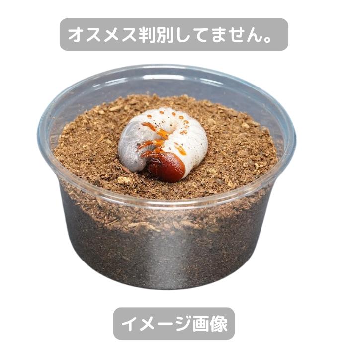 アトラスオオカブト幼虫(ミンダナオ産)累代WF1(虫) : 月夜野きのこ園 - 通販 - Yahoo!ショッピング
