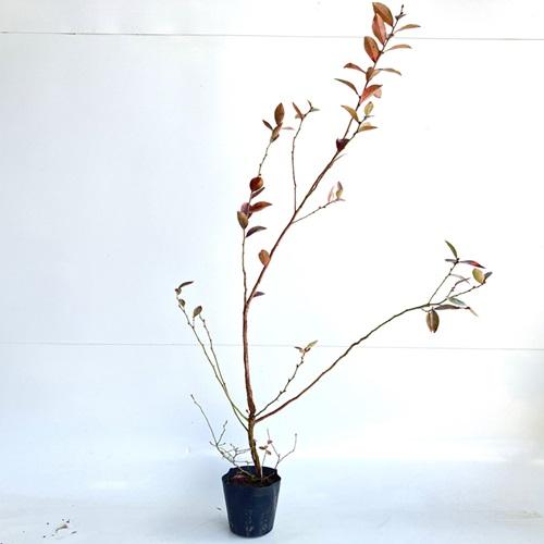 ブルーベリー ブライトウェル 樹高0.8m前後 15cmポット （20本セット）（送料無料） 苗 植木 苗木 庭 果樹苗 果樹 木 : 花と緑 ...