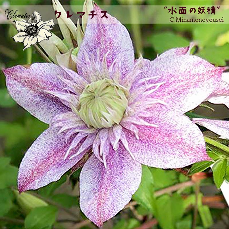 クレマチス苗 水面の妖精 4.5号ポット フロリダ系 及川フラグリーン 赤紫〜藤色 購入制限あり 人気 みなものようせい : 渋谷園芸 植木鉢 ...