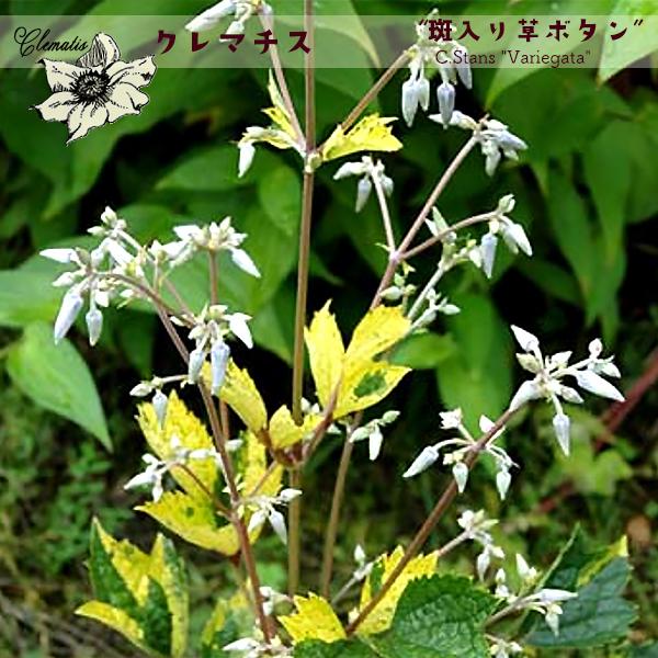 クレマチス苗 斑入り草ボタン 4.5号ポット ヘラクレイフォリア系 藤色 Variegata ヴァリエガータ 木立性 カラーリーフ 及川フラグ ...
